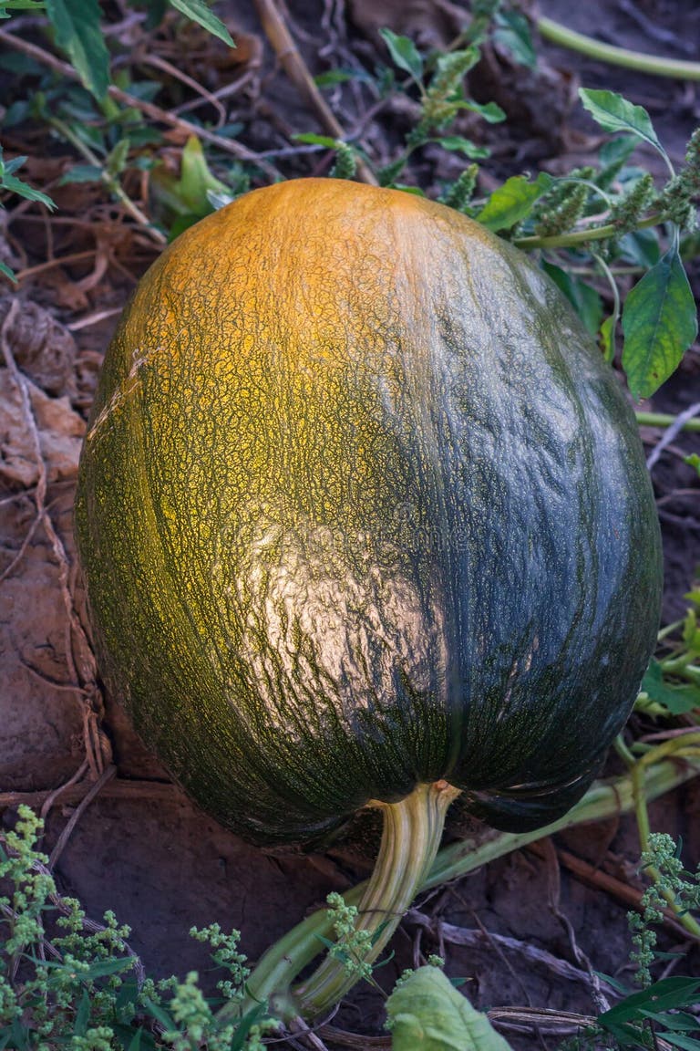 Styrian Pumpkin Field Stock Photos - Free & Royalty-Free Stock Photos ...