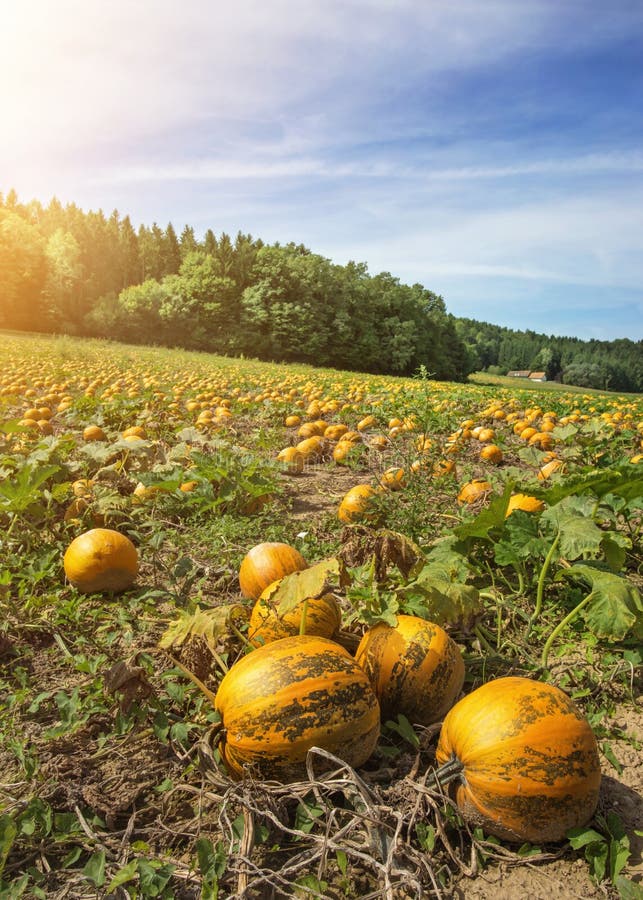 Typical Styrian Pumpkin Field, Austria Stock Image - Image of autumn ...