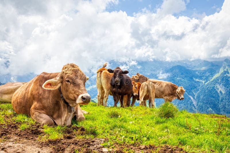 Typical Swiss Cows on an Alpine Pasture in the Swiss Alps during a Hike ...