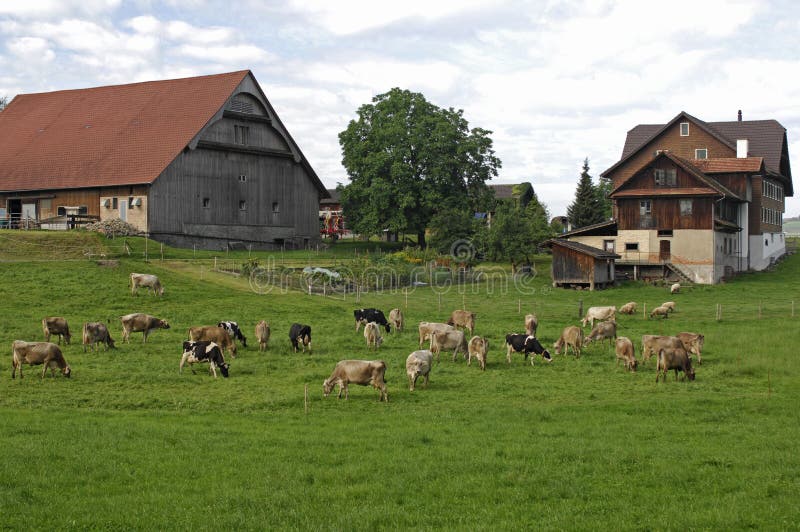 Typical Swiss Farm stock photo. Image of black, green - 20715270