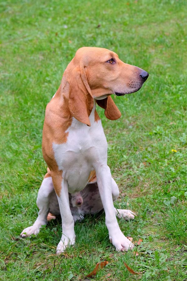 Typical Swiss Hound -Schweizer Laufhund - on a Green Grass Stock Photo ...
