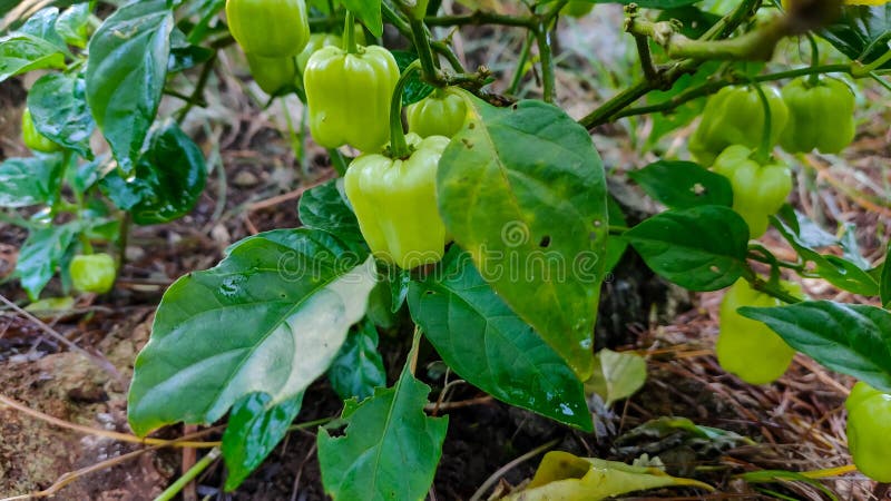 Typical Toraja Chili Which is Commonly Called Katokkon Chili Stock ...