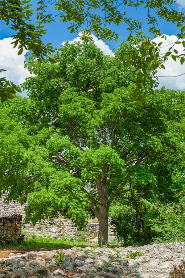Typical Tree Common in the Yucatan Peninsula Stock Photo - Image of ...