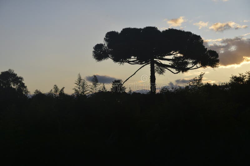 Typical Tree from Southern Brazil. it Grows in High and Cold Places ...