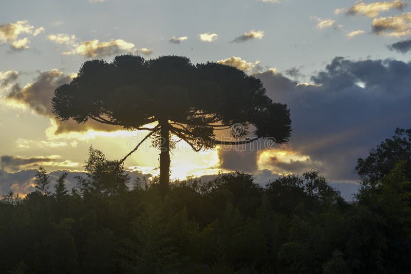 Typical Tree from Southern Brazil. it Grows in High and Cold Places ...