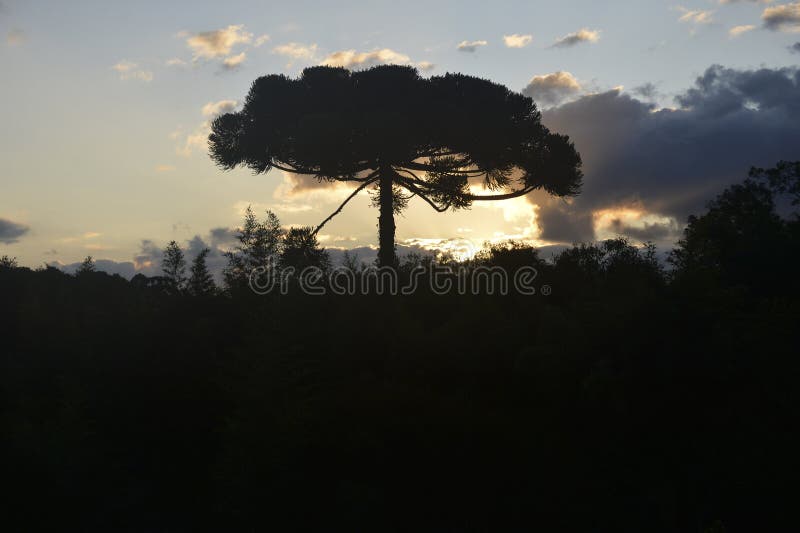 Typical Tree from Southern Brazil. it Grows in High and Cold Places ...