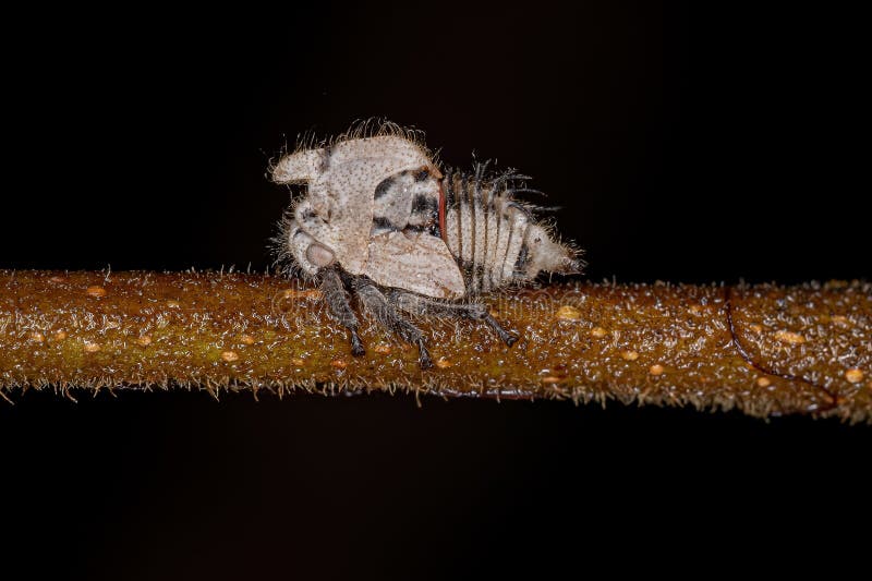 Typical Treehoppers nymph stock photo. Image of macro - 241077252