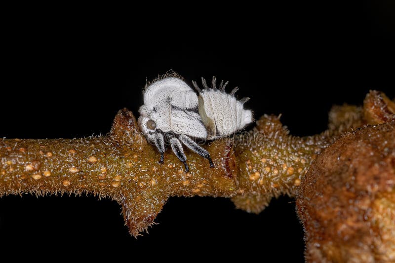 Typical Treehoppers nymph stock image. Image of plant - 241077253