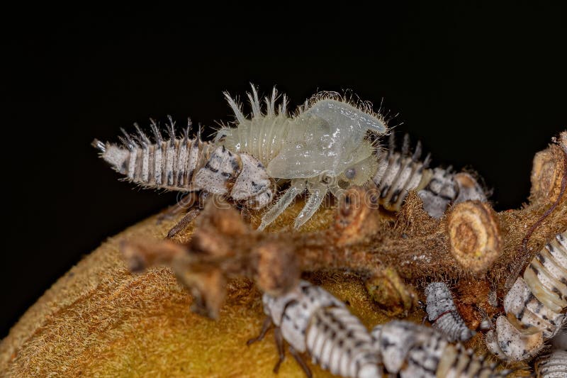 Typical Treehoppers nymph stock photo. Image of membracidae - 241077514