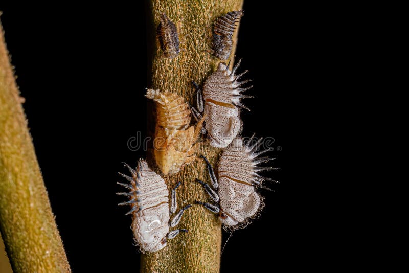 Typical Treehoppers nymph stock photo. Image of treehopper - 258933042