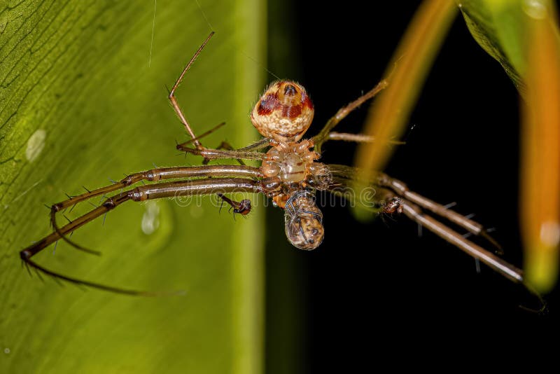 Typical Treehoppers nymph stock photo. Image of membracini - 258933072