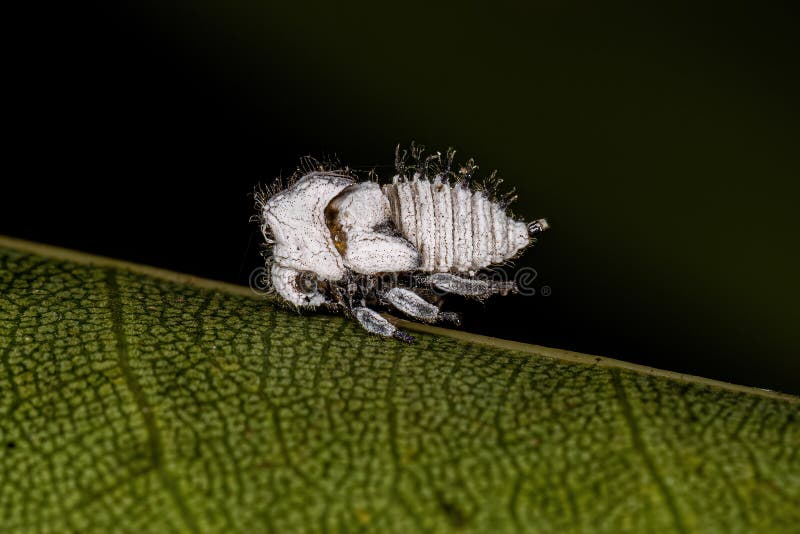 Typical Treehoppers nymph stock photo. Image of membracinae - 263480580