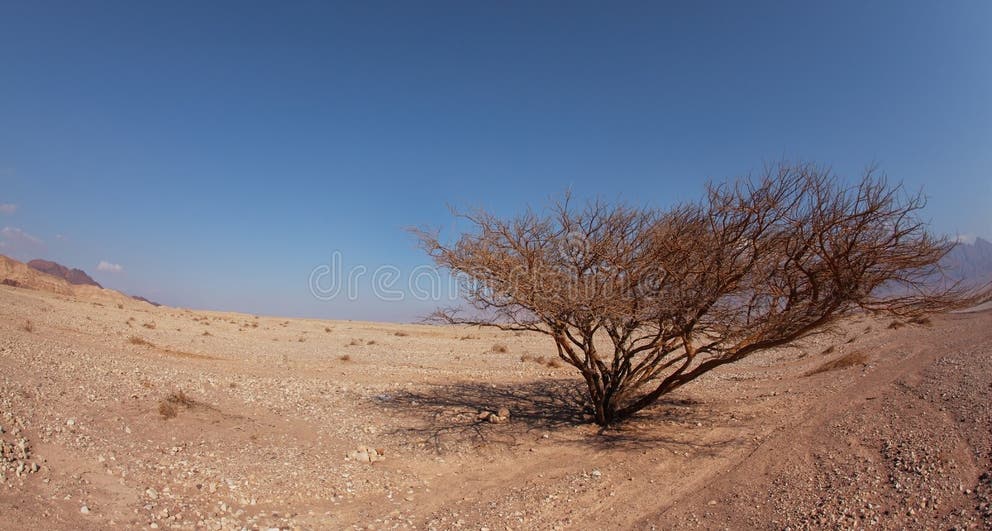The Typical Triangular Crone Stock Photo - Image of arid, drought ...