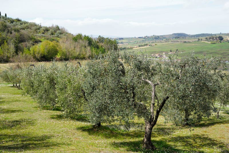 Typical Tuscan Scenery with Wineries, Olive Trees, and Rolling Hills ...