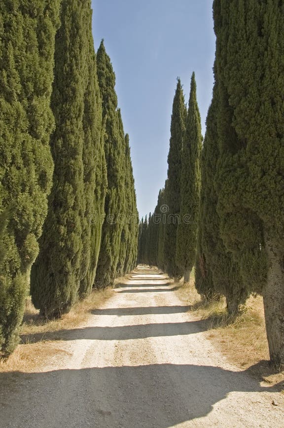Typical Tuscon landscape stock image. Image of alley - 32521071