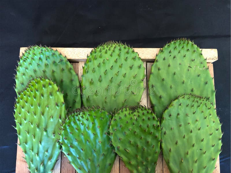 Nopals stock photo. Image of juice, mexico, area, cactus - 189346234