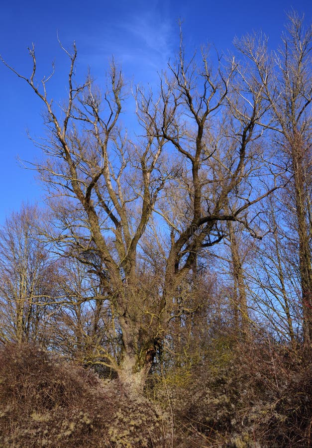 Typical Vegetation of Bare Trees and Bushes on the Riverside in Germany ...