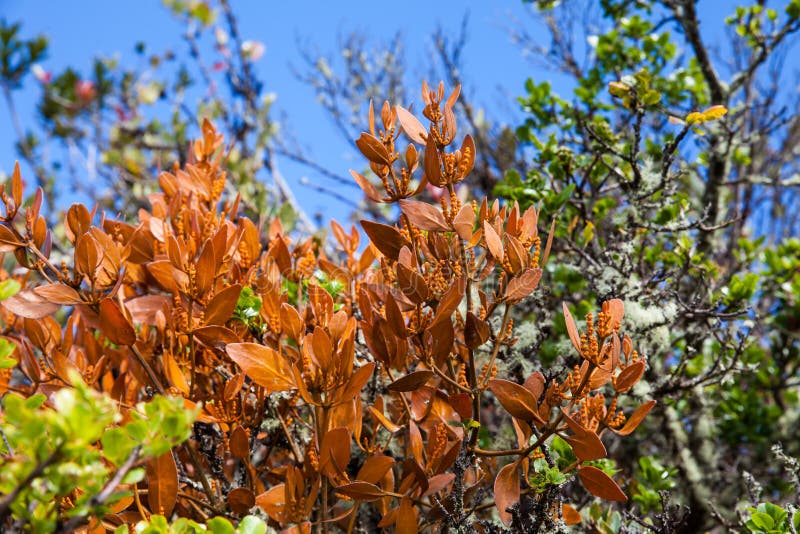 Typical Vegetation of the Paramo Areas in Colombia Stock Photo - Image ...