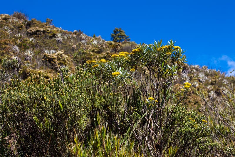 Typical Vegetation Of The Paramo Areas In Colombia Stock Image - Image ...