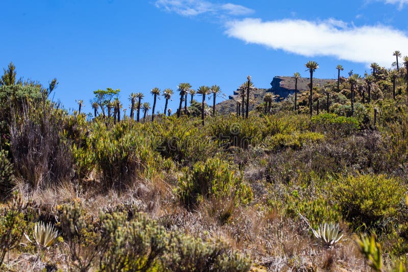 Typical Vegetation of the Paramo Areas in Colombia Stock Image - Image ...