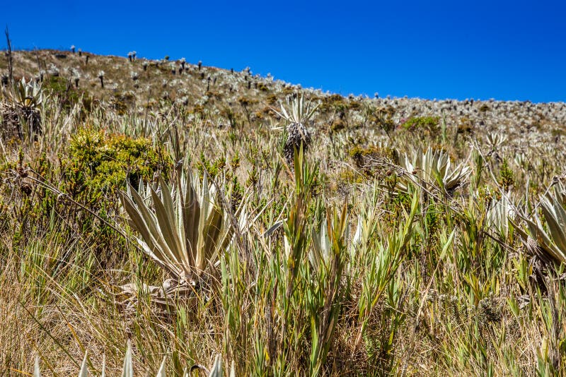 Typical Vegetation of the Paramo Areas in Colombia Stock Image - Image ...