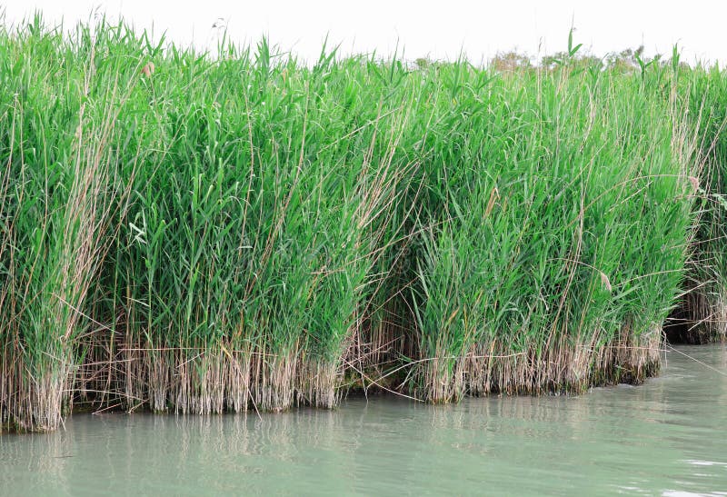 Reed Bed and Vegetation and Typical Fauna of the River Stock Image ...