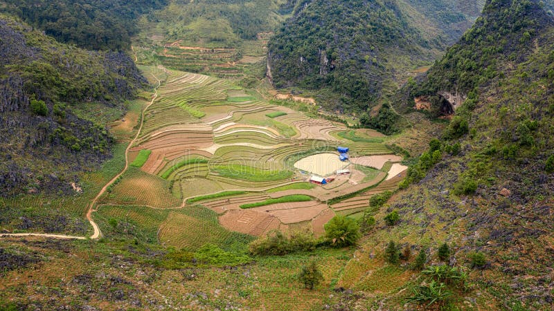 Typical Vietnamese Landscape in Spring with Rice Fields Stock Photo ...