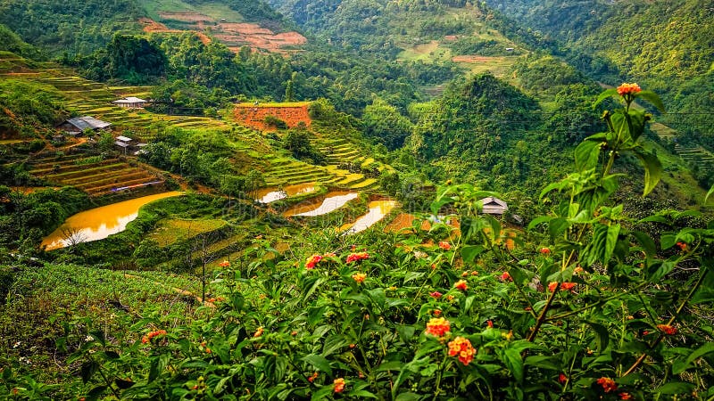 Typical Vietnamese Landscape in Spring with Rice Fields Stock Image ...