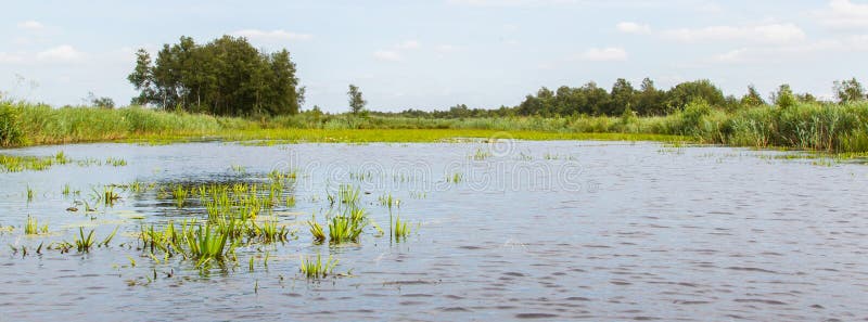 Typical View of a the Swamp in National Park Weerribben Stock Image ...