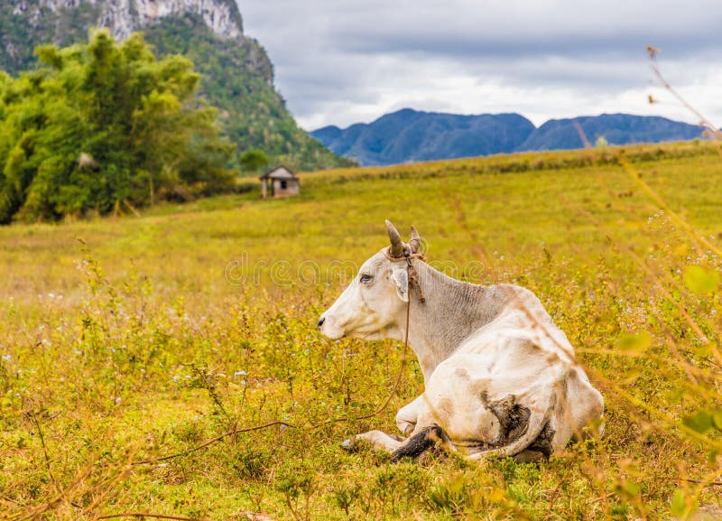 Cattle Of Cuba stock image. Image of milk, farming, mammal - 62903965