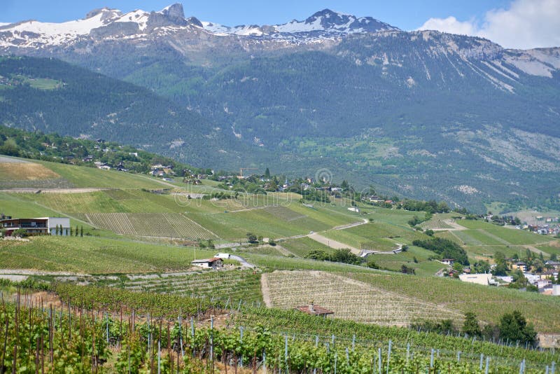 Typical Vineyard in the Region of Sierre, Valais, Switzerland Stock ...