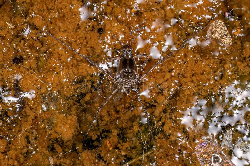 Typical Water Strider stock photo. Image of detail, animals - 255477204