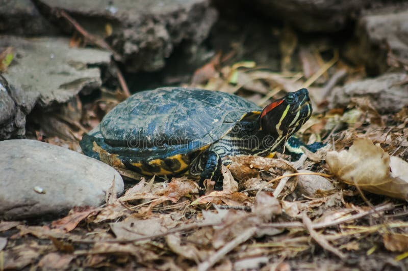 Typical Water Turtle from Brazil and the Tropical Forest Stock Photo ...