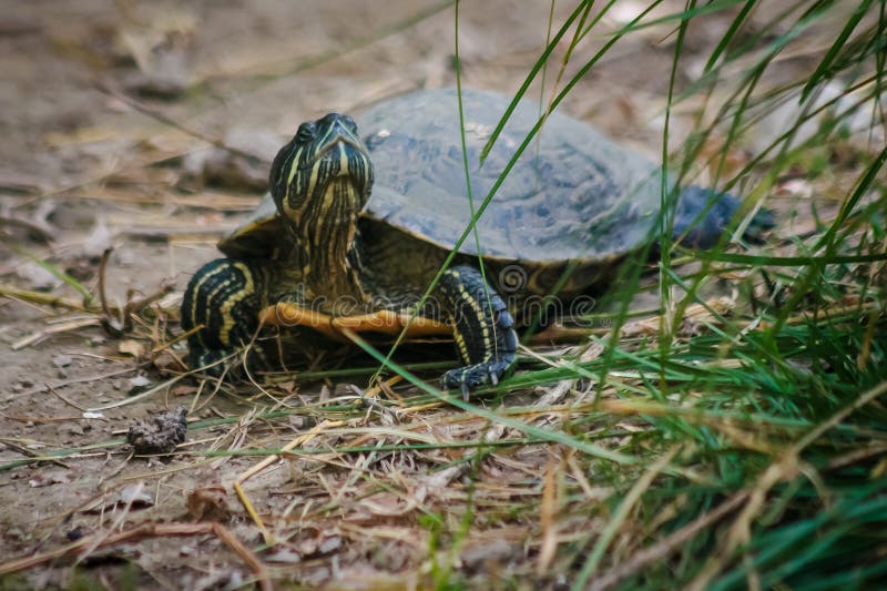 Typical Water Turtle from Brazil and the Tropical Forest Stock Photo ...