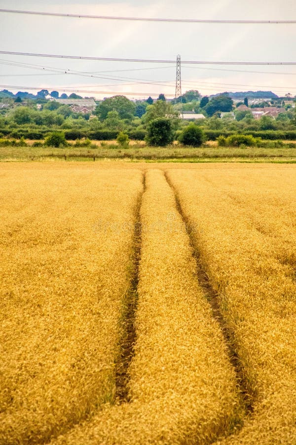 Crop Lines stock image. Image of parallel, agriculture - 125543797