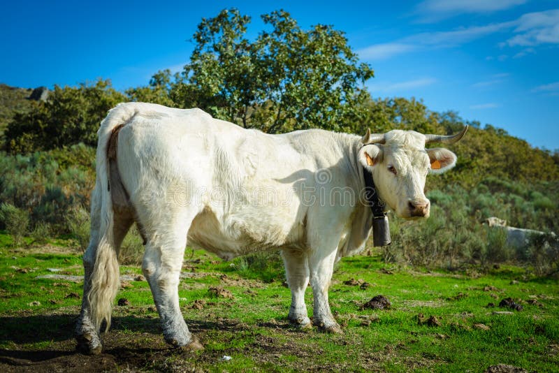 Typical White Greek Villa in Ampelas Village on Paros Island, Greece ...