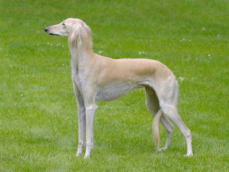 Typical White Saluki Dog on a Green Grass Lawn Stock Image - Image of ...