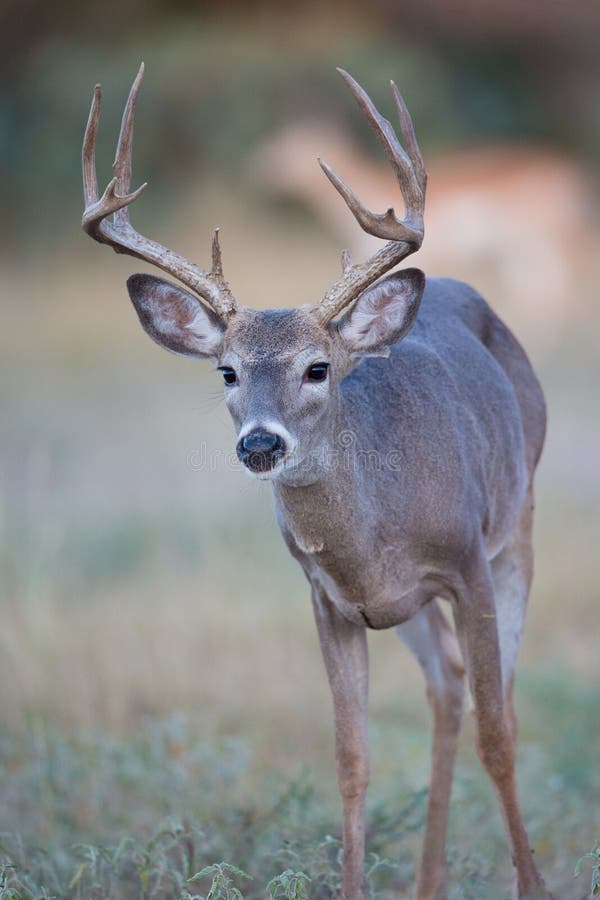 Front Portrait Whitetail Buck with Huge Non Typical Rack Stock Image ...