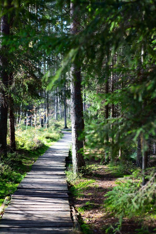 Wooden path in the forest stock photo. Image of hiking - 263464986