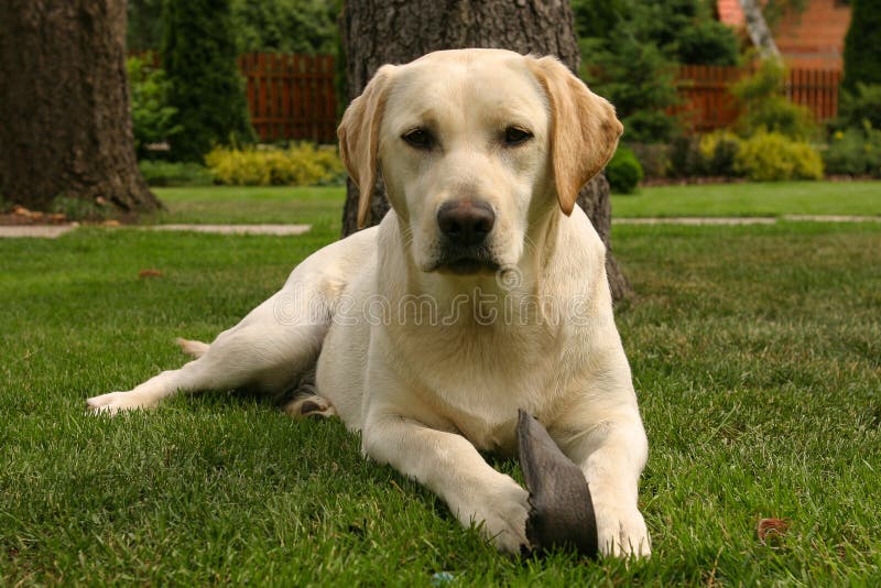 Yellow labrador retriever stock image. Image of portrait - 24514017