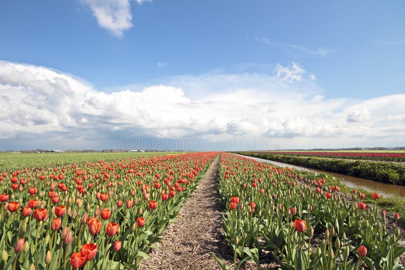 Typisch Nederlands Landschap in De Lente Stock Foto - Image of nave ...