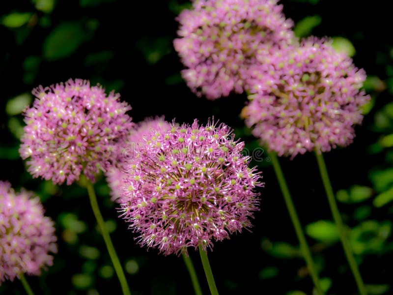 Typische Engelse Tuin - Bloem Stock Afbeelding - Image of stroom, gras ...