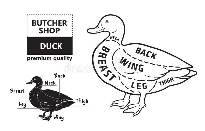 Typographic Duck Butcher Cuts Diagram Scheme. Stock Vector ...