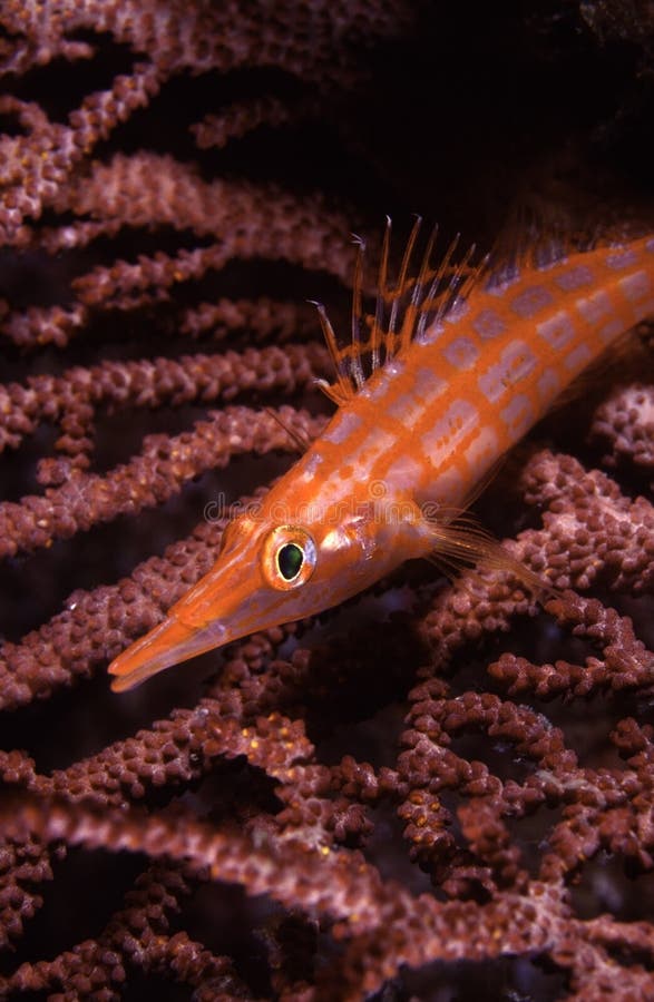 Hawkfish Au Nez Long (typus D'oxycirrhites) Photo stock - Image du ...