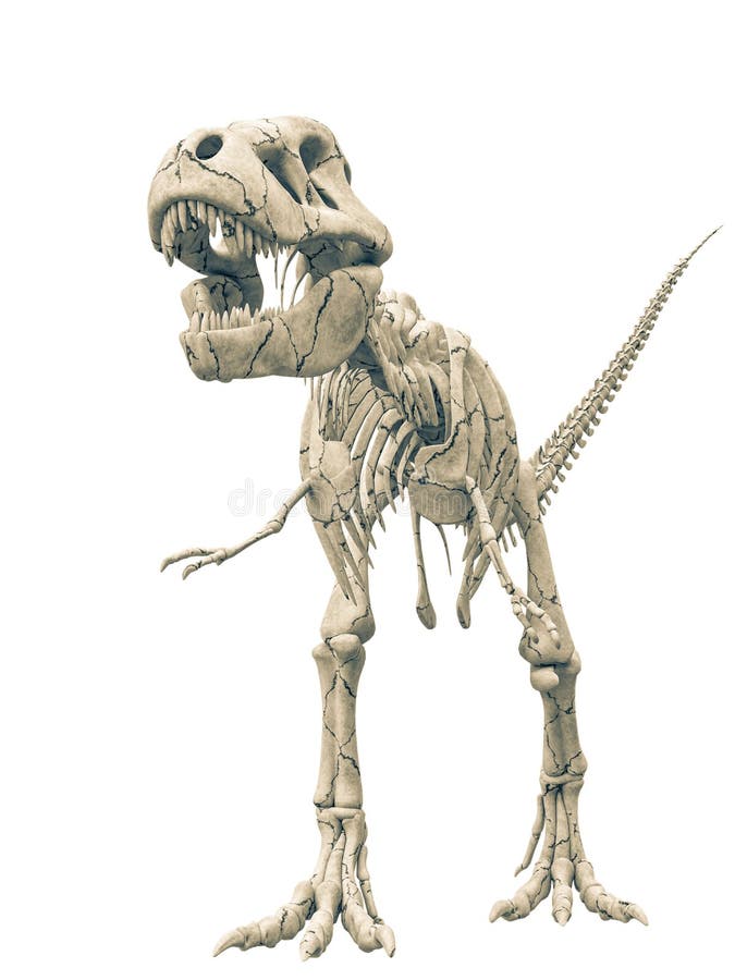 Tyrannosaur Skeleton Standing Up Stock Illustration - Illustration of ...