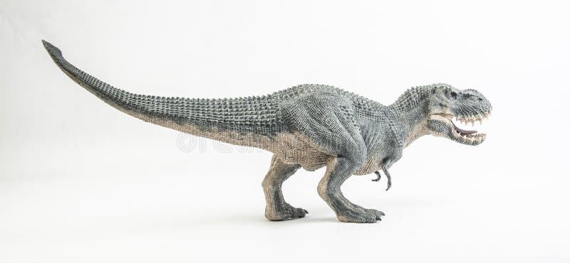 Tyrannosaurus T-rex ,dinosaur on White Background Stock Photo - Image ...