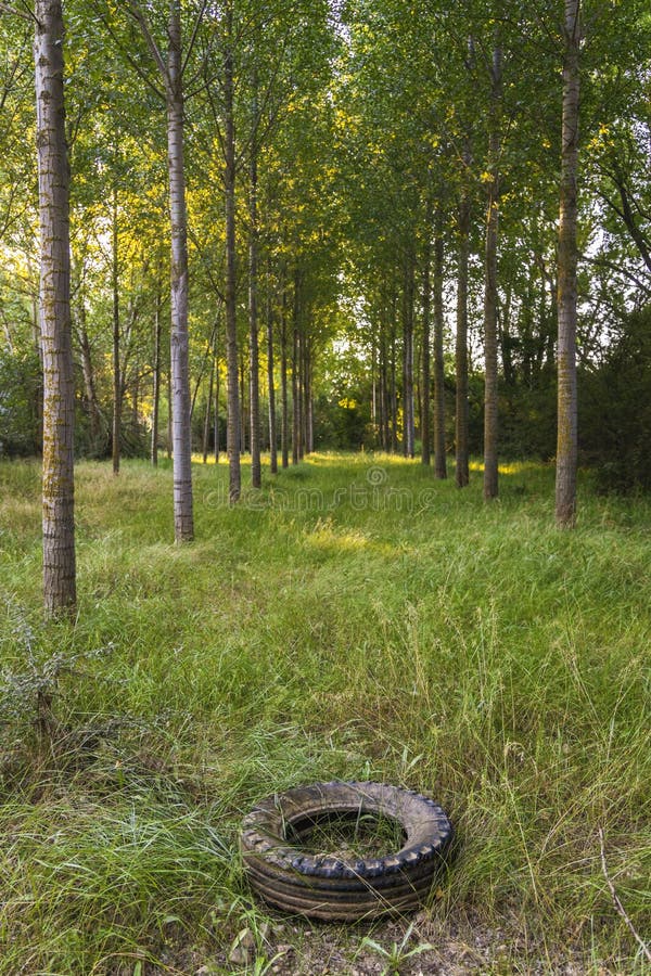 A tyre lying in the trees stock image. Image of automobile - 190827771
