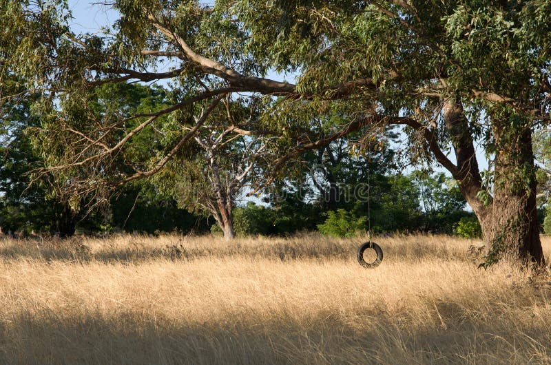 Tyre swing stock photo. Image of field, swing, alone - 40551428