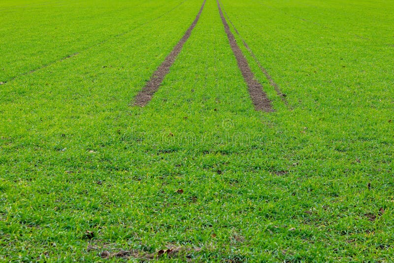 Tyre Track in a Green Field Stock Image - Image of tyre, agriculture ...