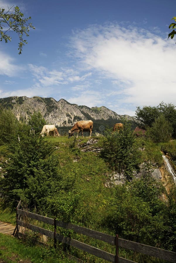 Tyrolean Alps stock photo. Image of hike, hiking, forestry - 98330290